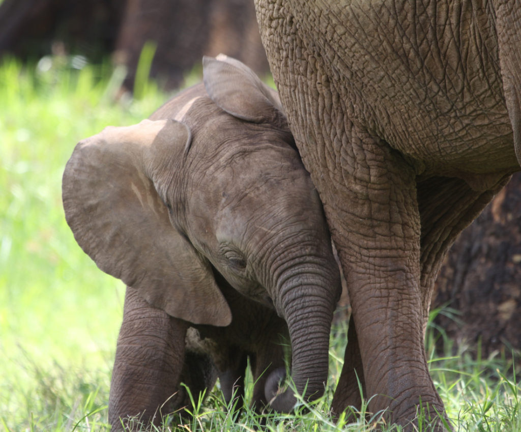 The Il Ngwesi Story – Il Ngwesi