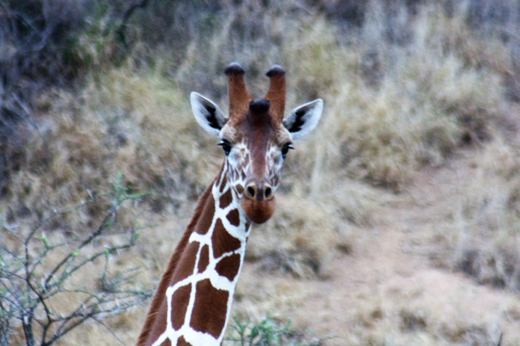 Supporting wildlife – Il Ngwesi