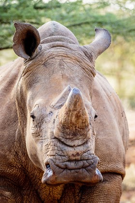 Supporting wildlife – Il Ngwesi